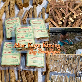 Akar Kuning , Kayu Akar Kuning Asli Kalimantan | Lazada Indonesia