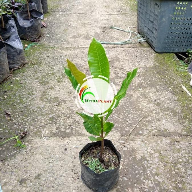 Bibit Pohon Jambu Mete - Buah Jambu Mede - Tanaman Jambu Monyet CCC ...