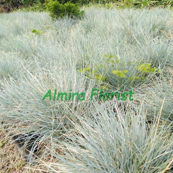 Tanaman rumput biru sudah rimbun | Lazada Indonesia