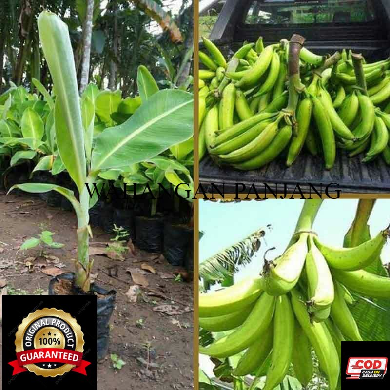 BIBIT UNGGUL PISANG TANDUK MADU/AGUNG BONGGOL PISANG BIBIT PISANG ... BIBIT UNGGUL PISANG TANDUK MADU/AGUNG BONGGOL PISANG BIBIT PISANG ...