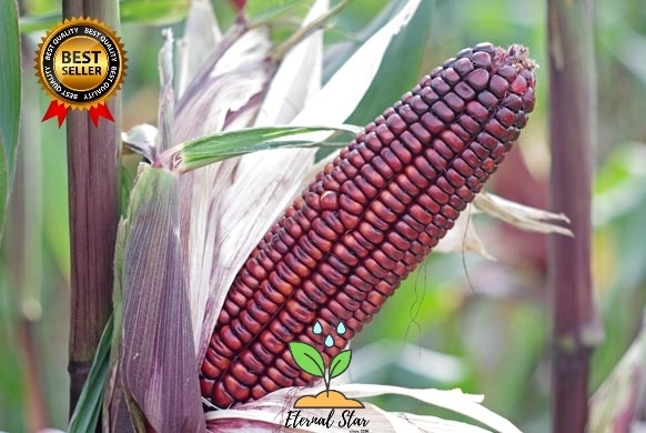 jagung merah/jagung merah manis/jagung merah jantan f1 20 biji | Lazada ...