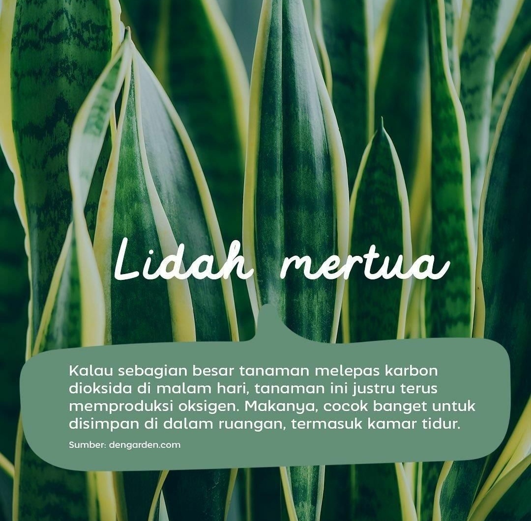 Pohon sansivera - tanaman bunga lidah mertua | Lazada Indonesia