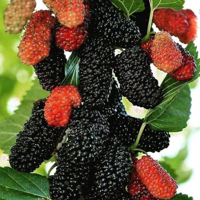 BIBIT STEK MURBEI BUAH ARBEI BESARAN MULLBERRY TANAMAN BERRY | Lazada ...