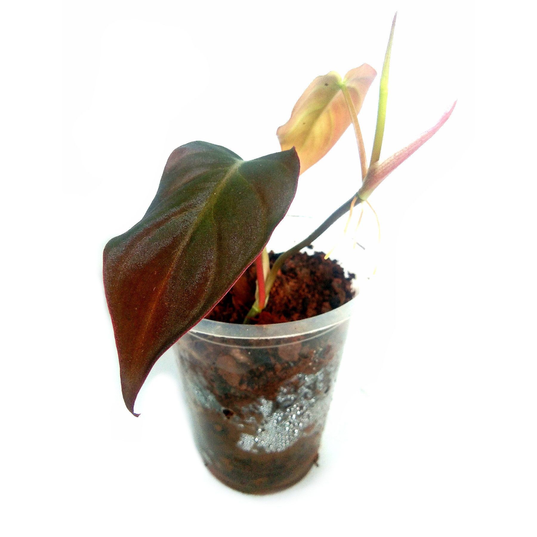 Benih tanaman hias philo melano mican | Lazada Indonesia