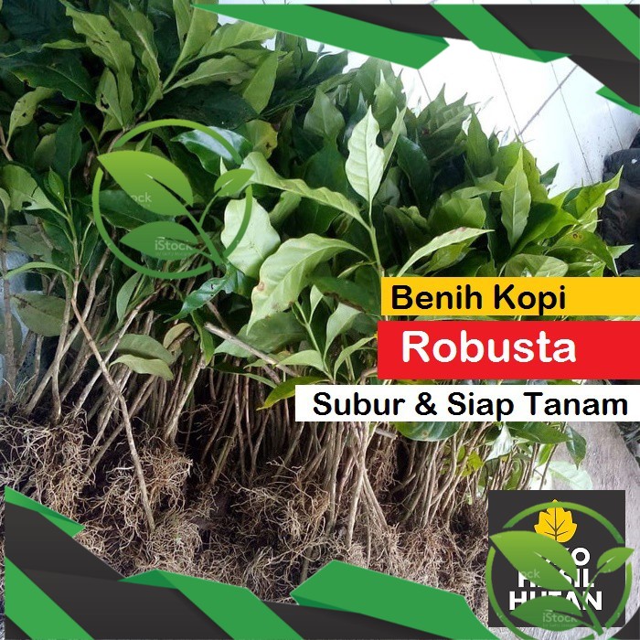 10 Benih Kopi / Bibit Kopi Robusta Siap Tanam | Lazada Indonesia