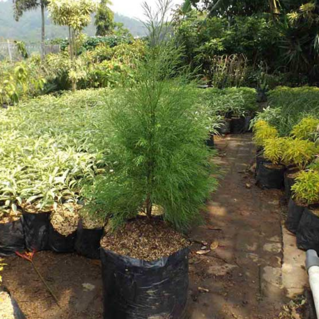 Tanaman Cemara Balon | Lazada Indonesia