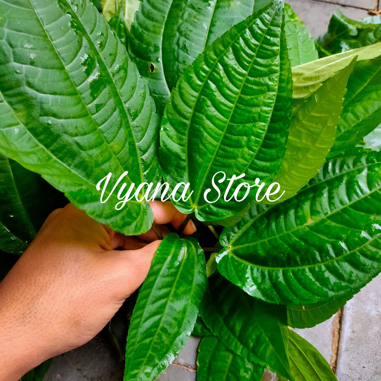 Lalapan Daun Pohpohan Segar 500 gr - Lalapan khas sunda | Lazada Indonesia