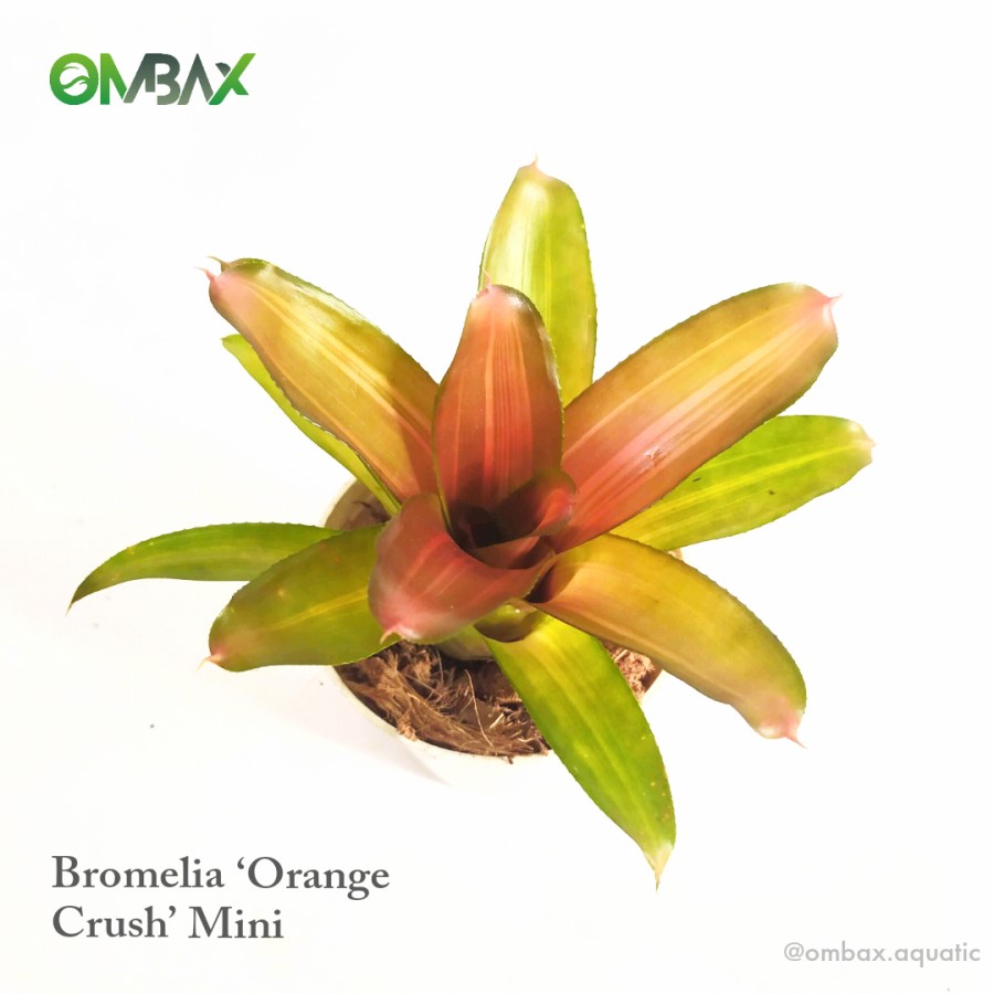 Bromelia 'Orange Crush' Mini - Anakan / Tanaman Vivarium/ Paludarium ...