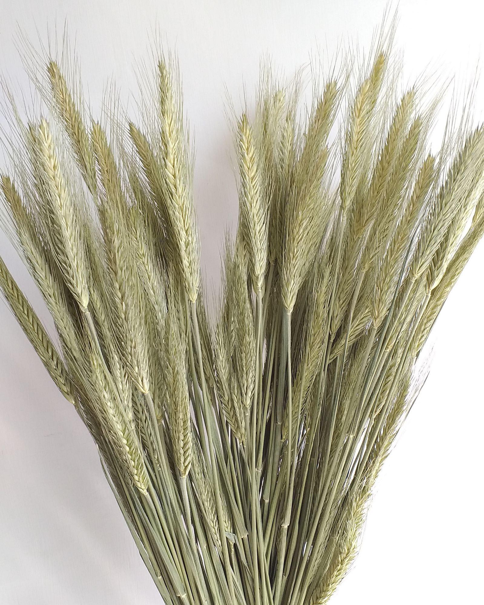 Gandum Bulu Bunga Kering Warna Natural isi 10 tangkai | Lazada Indonesia