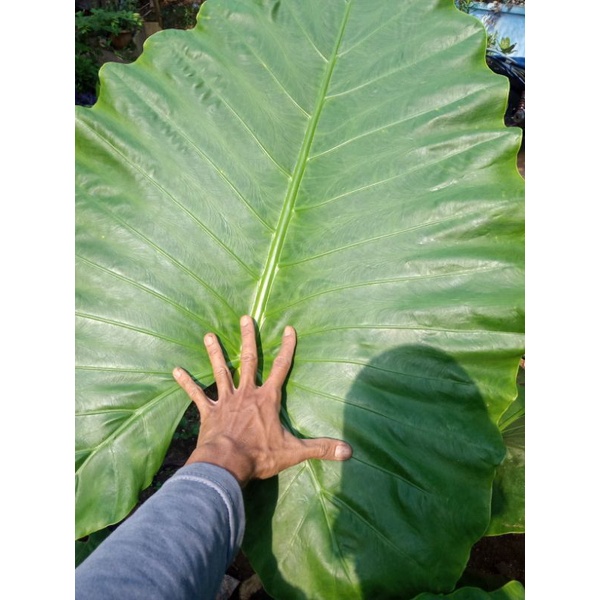 Daun Sente Hijau 1 KG/Daun Kajar2 SEGAR/Daun Lompong untuk Umpan Ikan ...