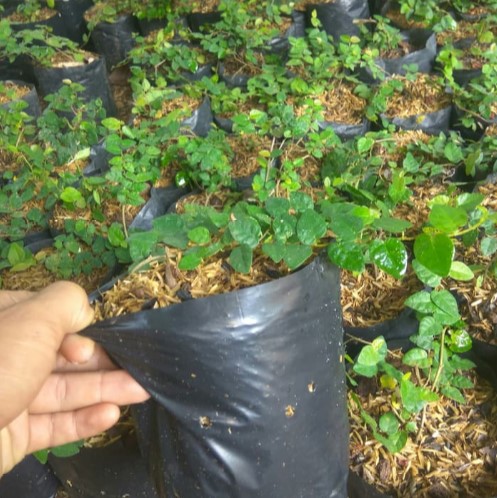 tanaman rambat,dolar daun kecil,tanaman hias tembok | Lazada Indonesia