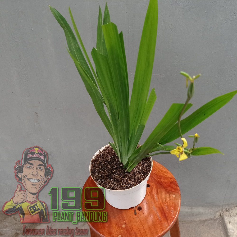 Tanaman airis bunga kuning / iris pseudacorus | Lazada Indonesia