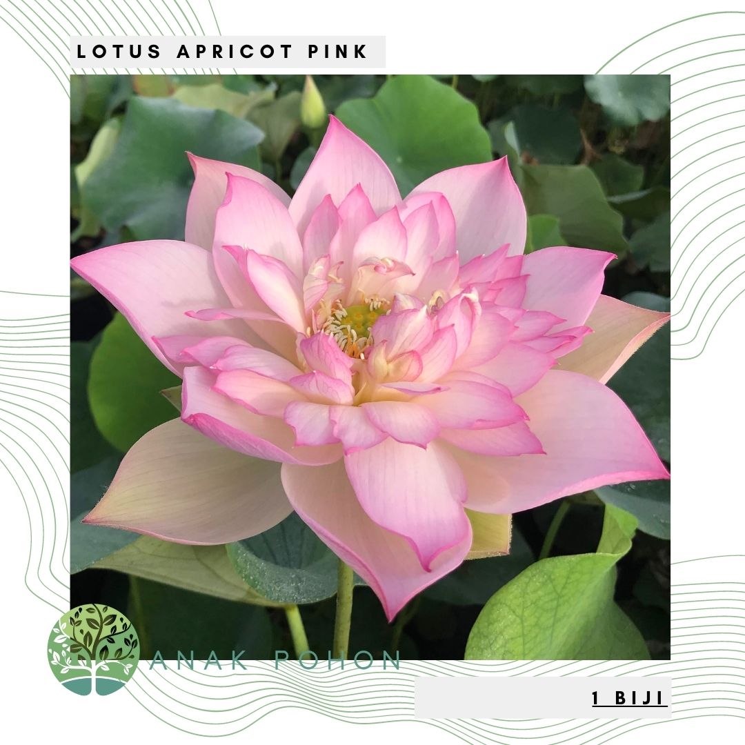 Benih Bibit Biji - Bunga Lotus APRICOT PINK Tanaman Air Seroja Teratai ...