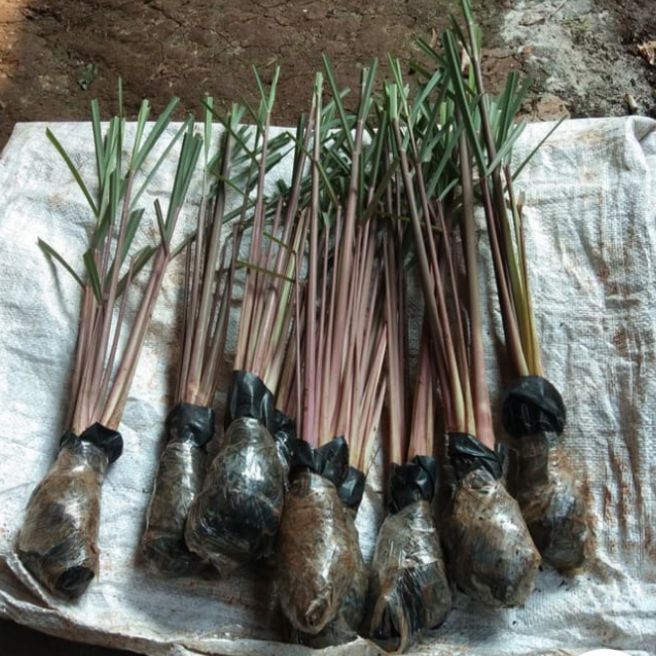 Pohon Sereh Merah Tanaman Serai Merah | Lazada Indonesia