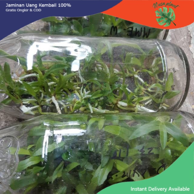 Anggrek botol (BERVARIASI ) warna mix - Bibit Botol Anggrek Bulan ...