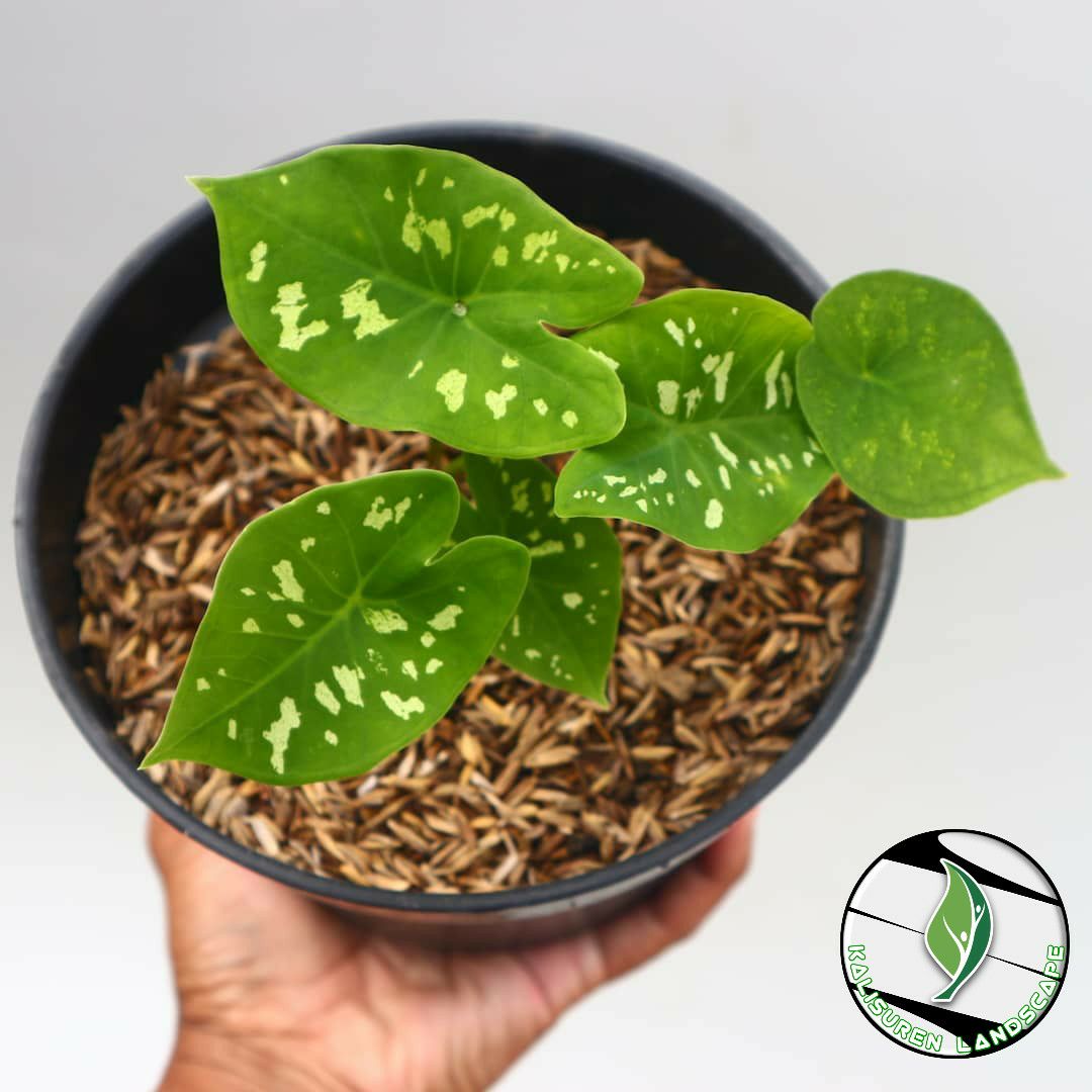 tanaman hias keladi army lokal/ caladium army ( dua daun ) | Lazada ...