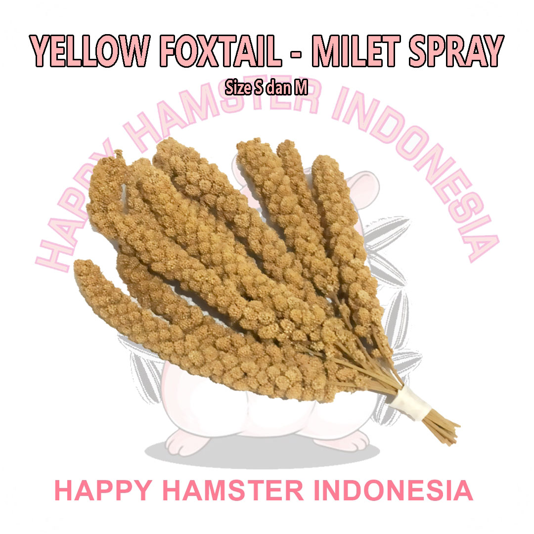 YELLOW MILLET SPRAYS | HAMSTER FORAGE SPRAYS SNACK TREAT HAMSTER BIRD ...