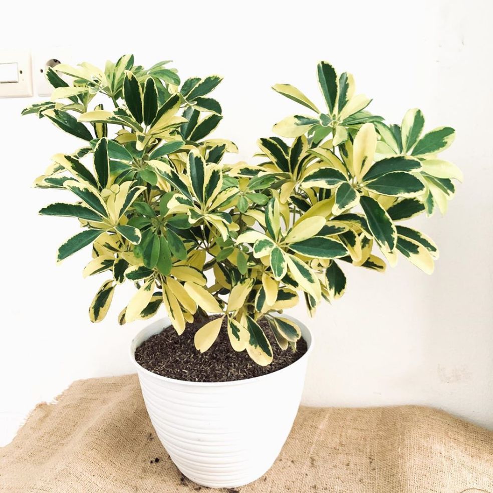 Tanaman hias hidup walisongo variegata / tanaman hias walisongo ...