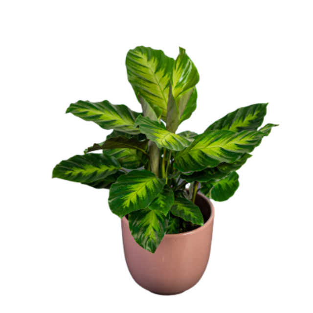 tanaman hias daun calathea alberti | Lazada Indonesia