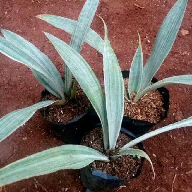 Tanaman Hias Sensivera Silver / Tanaman Lidah Mertua Silver / Pohon ...