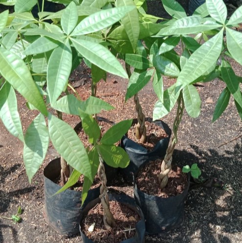 tanaman hias Pachira kepang 3 - tanaman hias money tree - pacira kepang ...