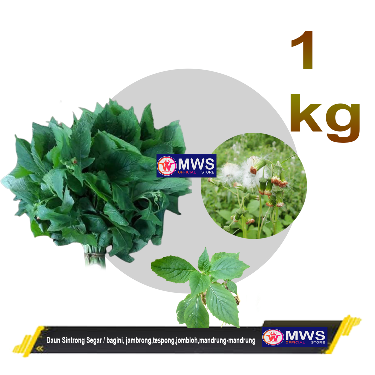 Daun Sintrong Segar 1kg, bagini, jambrong,tespong,jombloh,mandrung ...