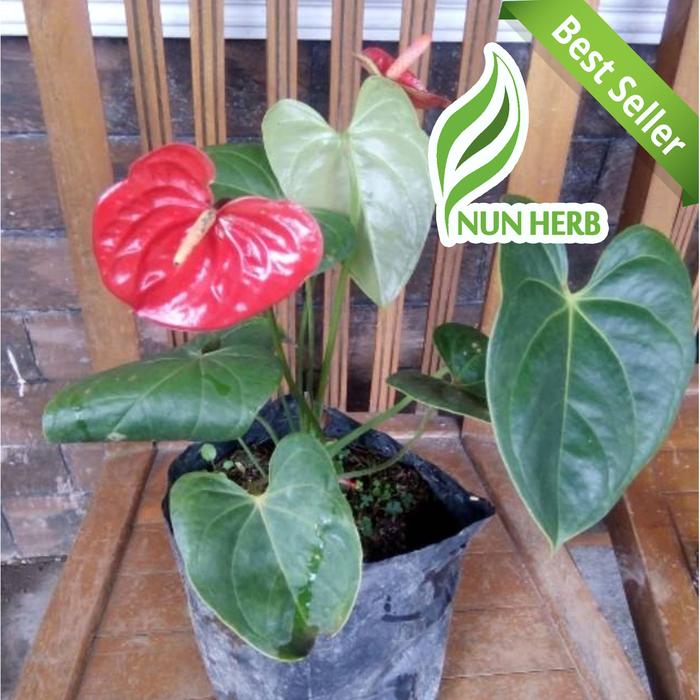Tanaman Hias Anthurium Merah - Anthurium Lokal Bunga Kala Mirip Mouse ...
