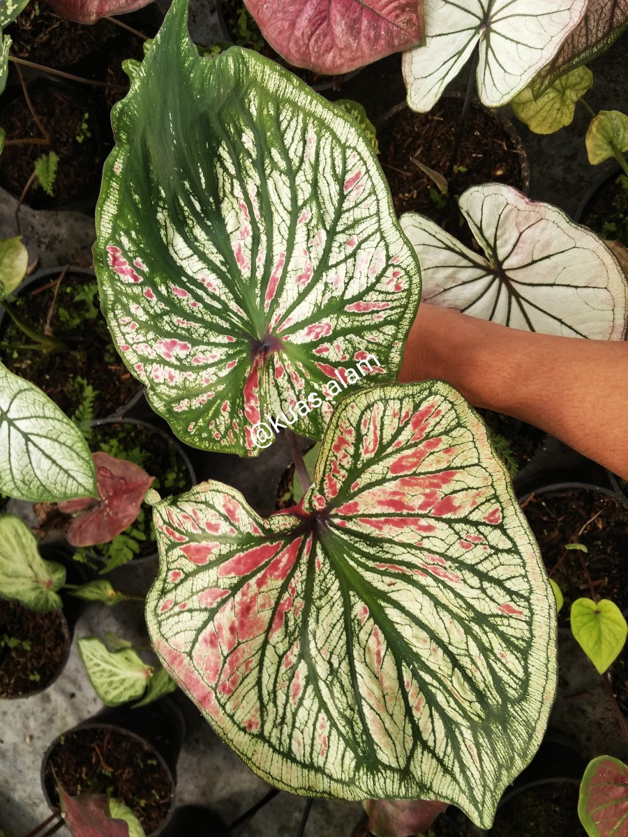Keladi Caladium Hybrid Daruseta Daun Ganda Anakan | Lazada Indonesia