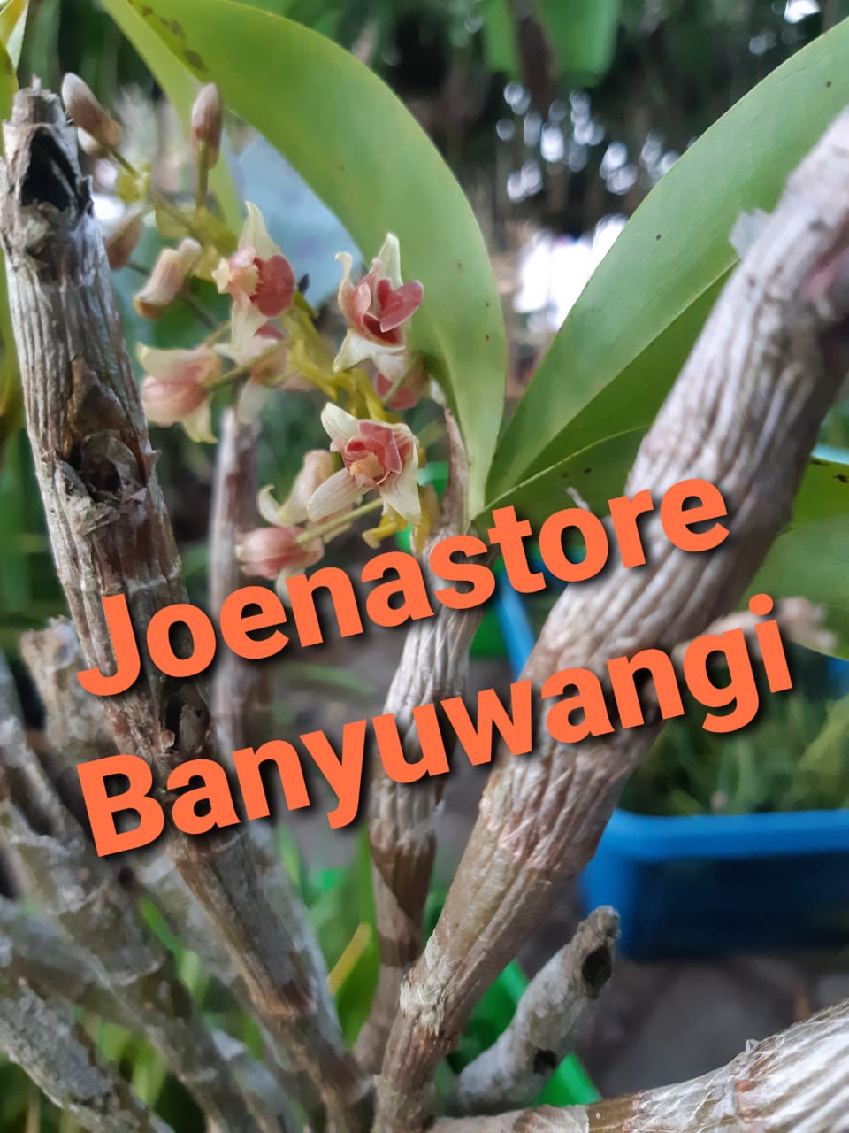 anggrek eria mawar | Lazada Indonesia