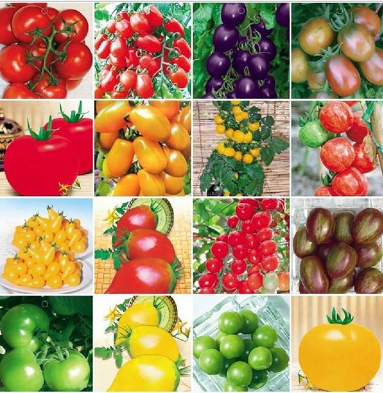 VICTORY SEED 10 Benih Biji Buah Tomat Ceri Mix Bulat Terong Kaluwat ...