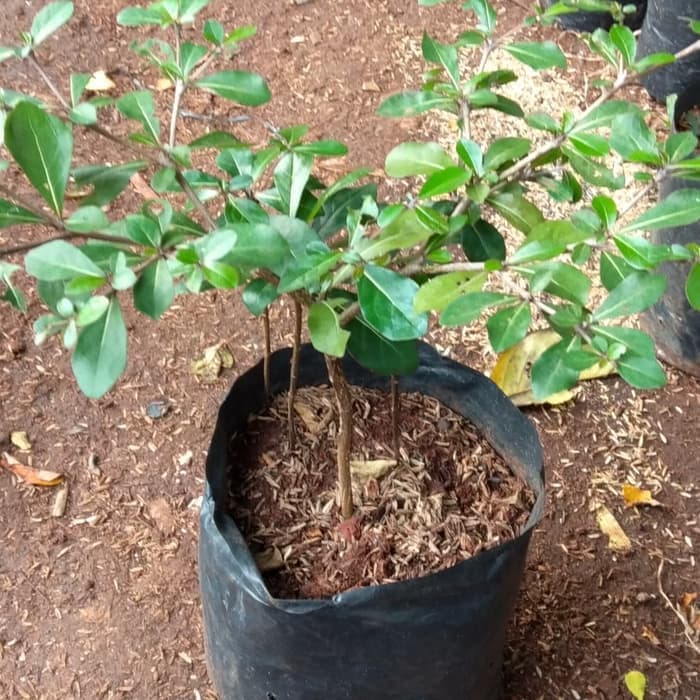 Tanaman Hias Peneduh Ketapang Kencana ketapang mini | Lazada Indonesia