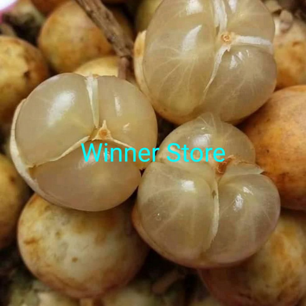 1 menteng kepundung kemundung rambai rambe putih white baccaurea ...