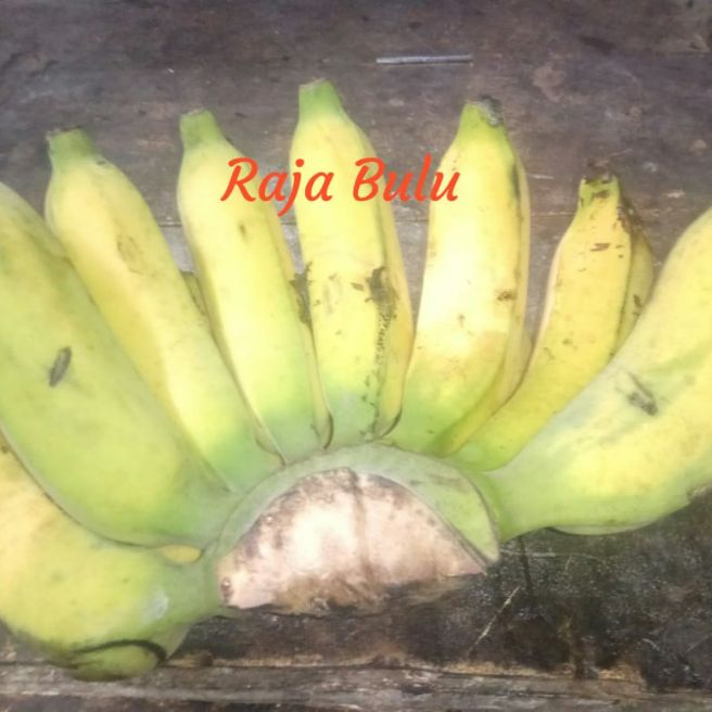 Pisang Raja Bulu 1kg matang | Lazada Indonesia
