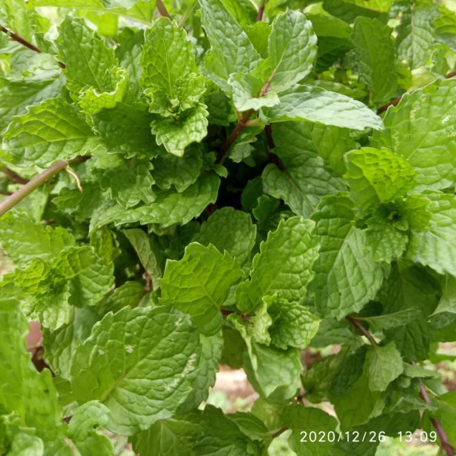 Daun mint segar 1 kg | Lazada Indonesia