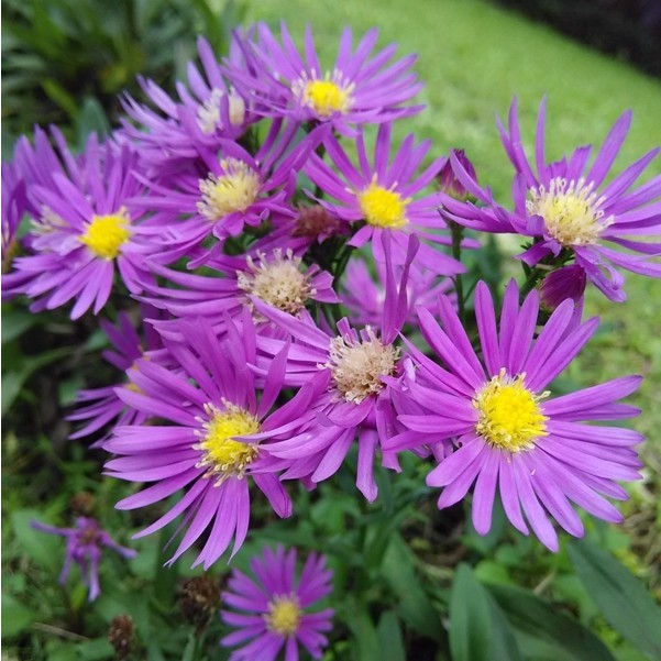 Bibit Bunga Aster Pikok - Tanaman Bunga Hias Hidup | Lazada Indonesia