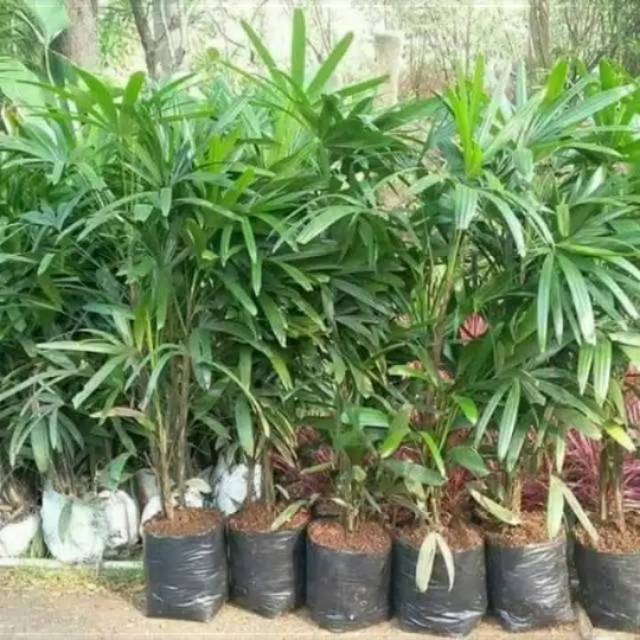 Tanaman Palem Waregu / Palem regu | Lazada Indonesia