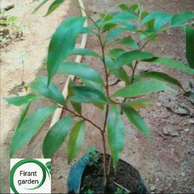 Bibit pohon gaharu-tanaman gaharu-kayu gaharu | Lazada Indonesia