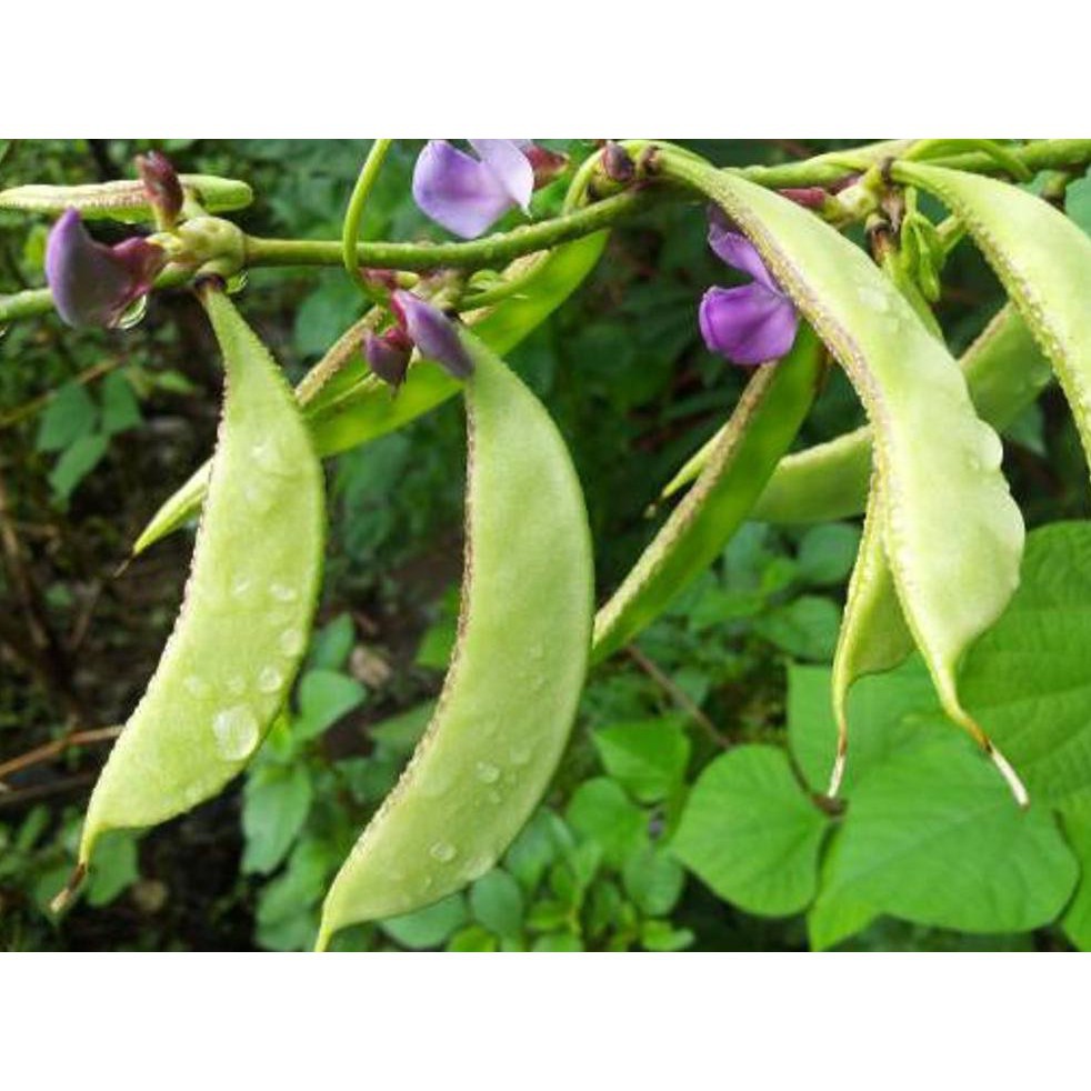 Isi 10 biji kacang kara super Seeds/benih biji | Lazada Indonesia