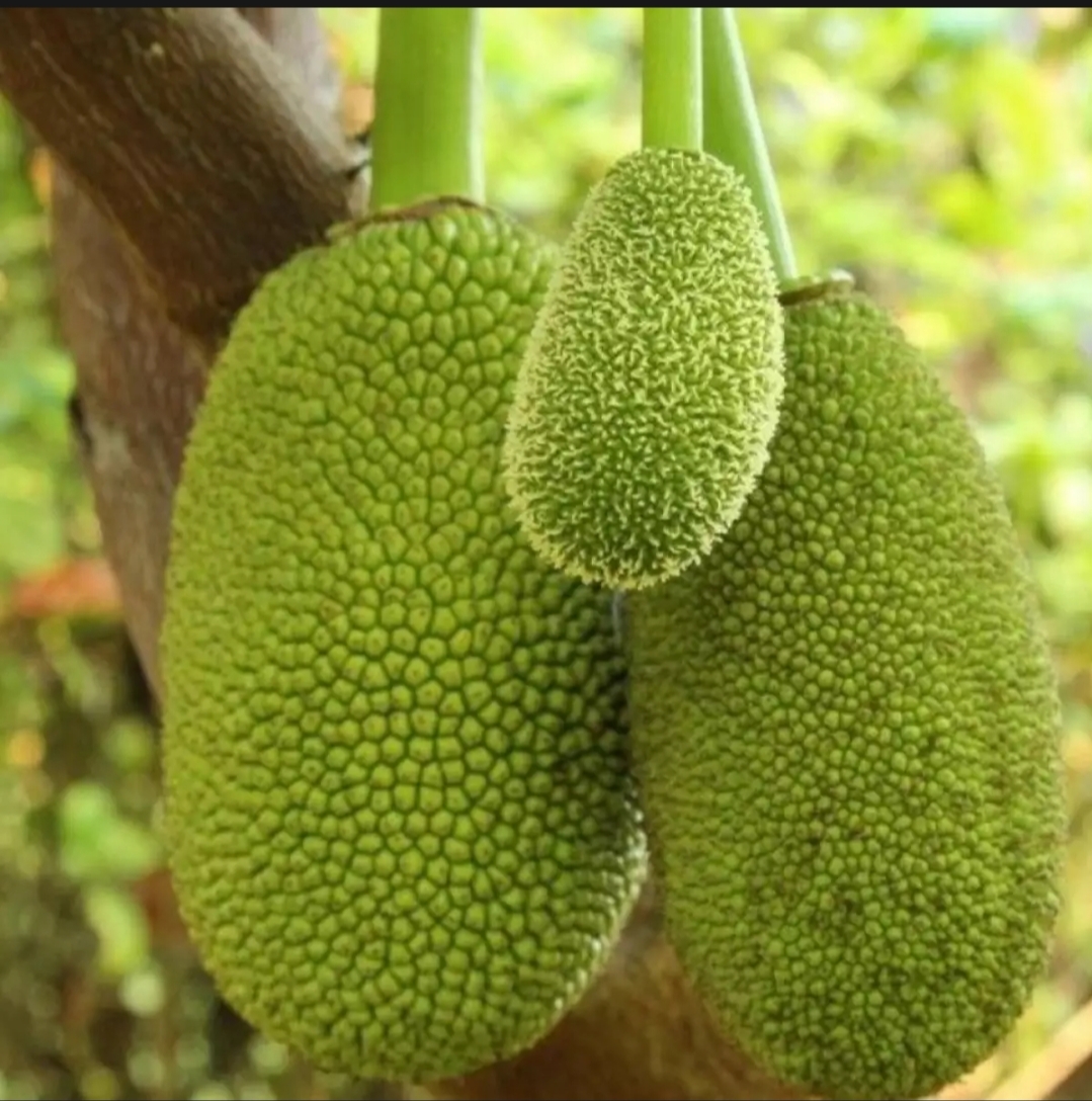 Nangka muda Nangka Sayur | Lazada Indonesia