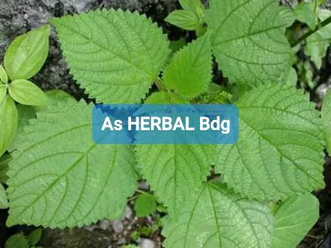 Daun jelatang tanaman jelatang daun gatal daun pulus 400 gram | Lazada ...