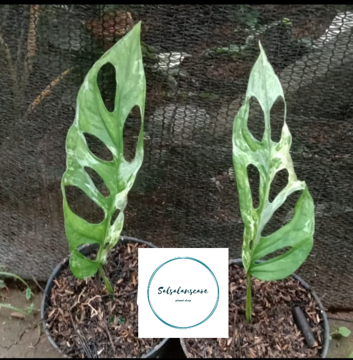 Tanaman Hias Monstera Adansonii Variegata lokal 1 daun Akar Aktip ...