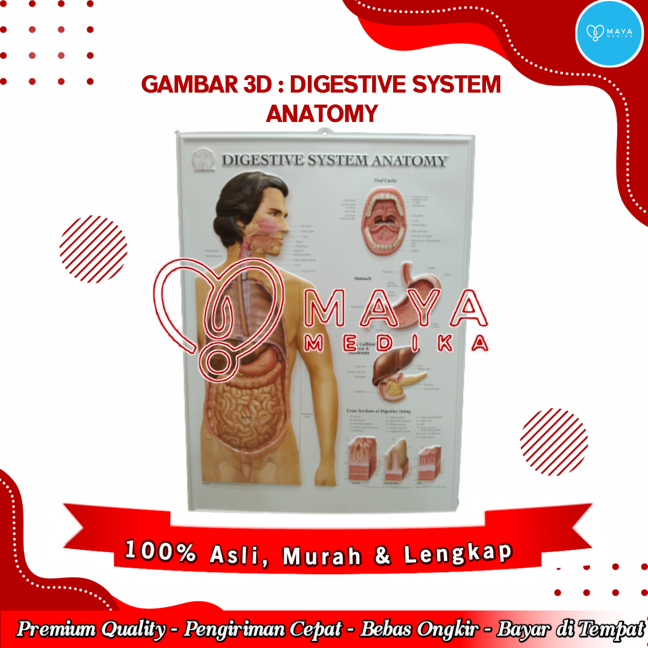 Gambar 3D : Digestive System Anathomy | Lazada Indonesia