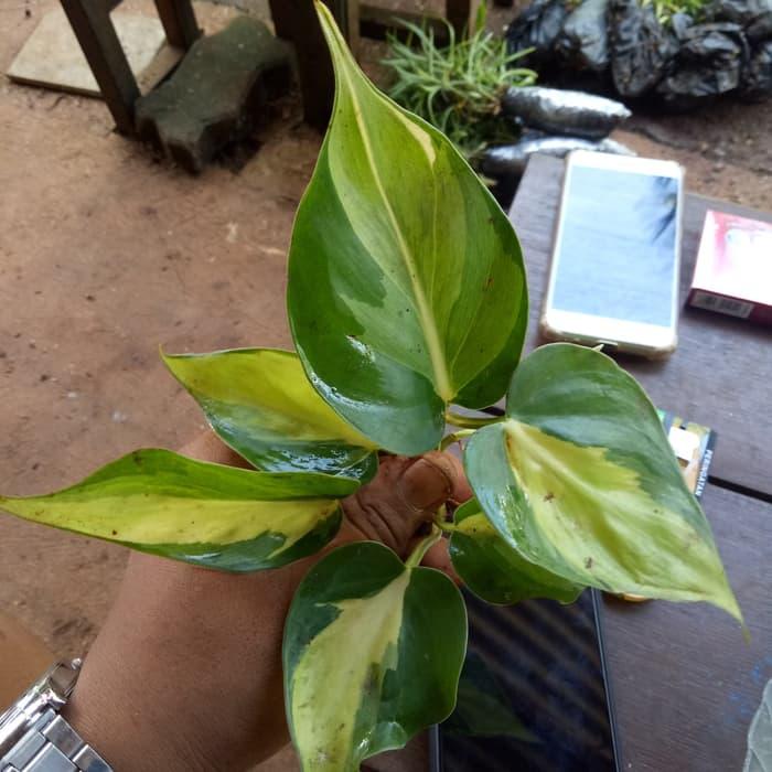 TANAMAN GANTUNG PHILODENDRON BRAZIL / SIRIH GADING BRAZIL / PHILO ...