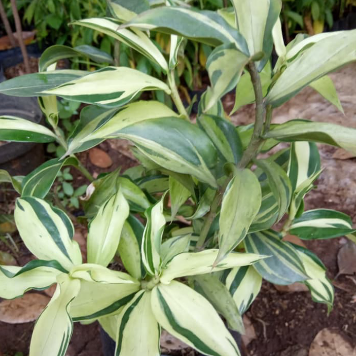 tanaman hias bunga pacing pentul varigata | Lazada Indonesia