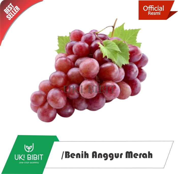 ( 10 Butir ) Benih Anggur Merah | Lazada Indonesia