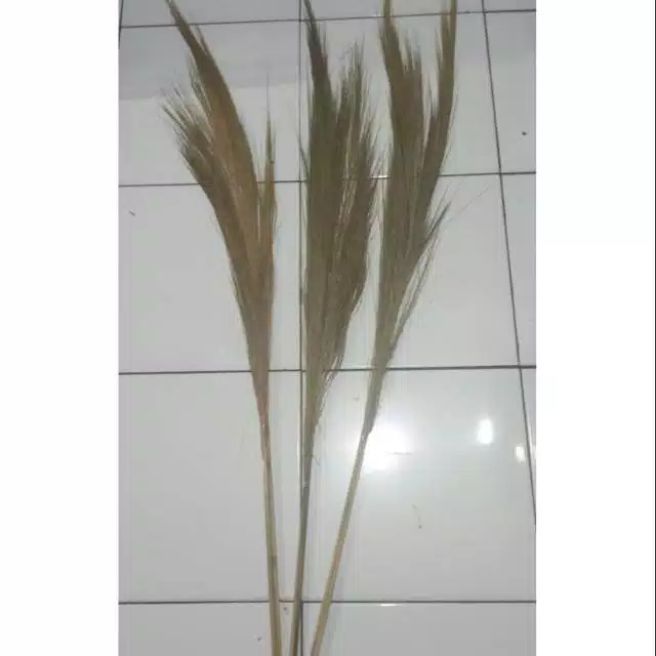 Bunga kering rumput rayung mirip pampas 2 ikat | Lazada Indonesia