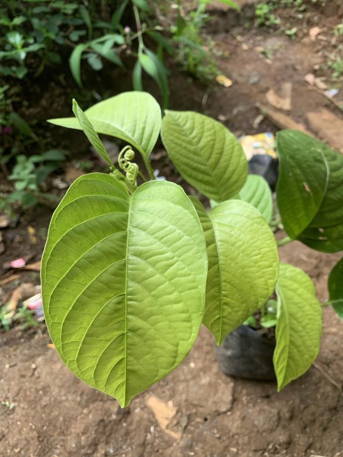 Bibit tanaman sudah jadi buah markisa jumbo/buah erbis EE44 | Lazada ...