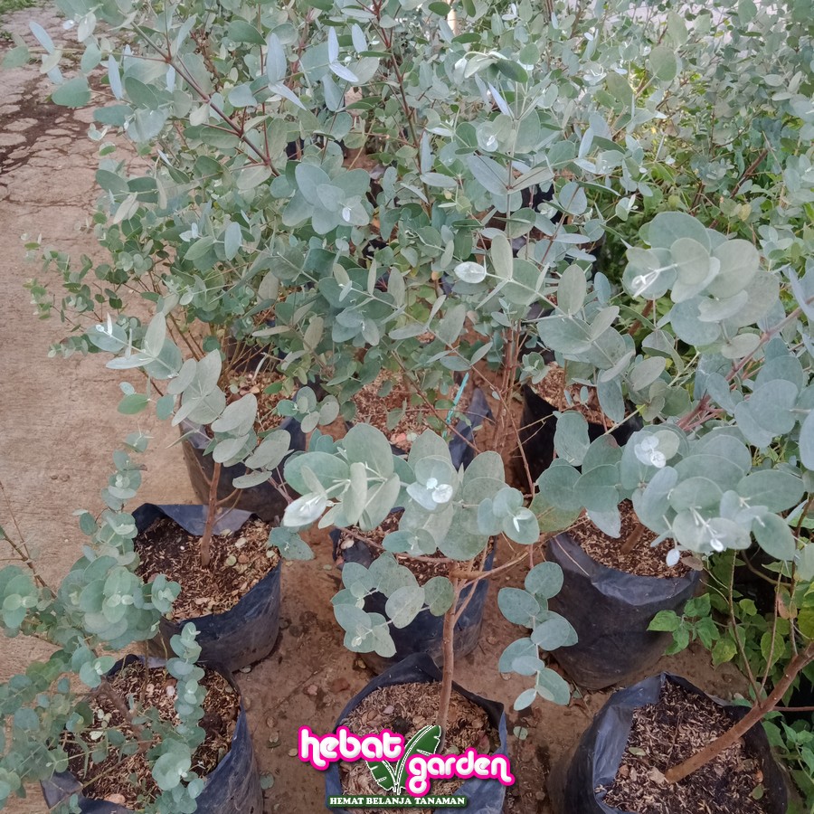 Pohon Eucalyptus Silver Dollar