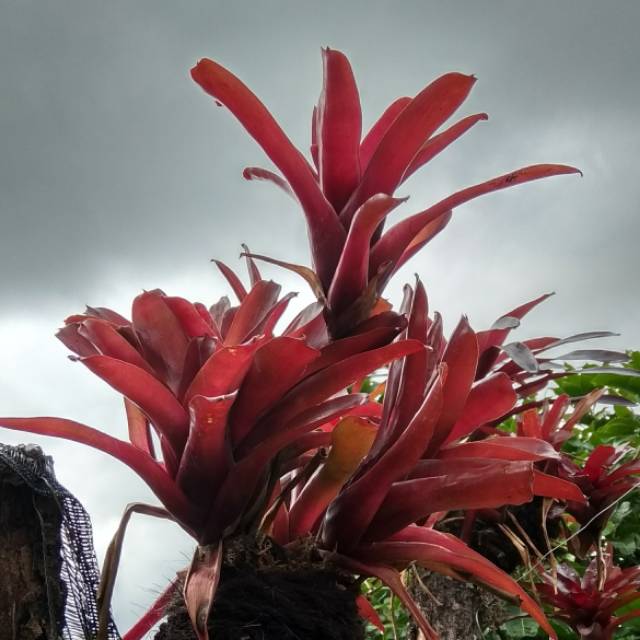 Tanaman Hias Bromelia Fireball - Bromelia Merah | Lazada Indonesia