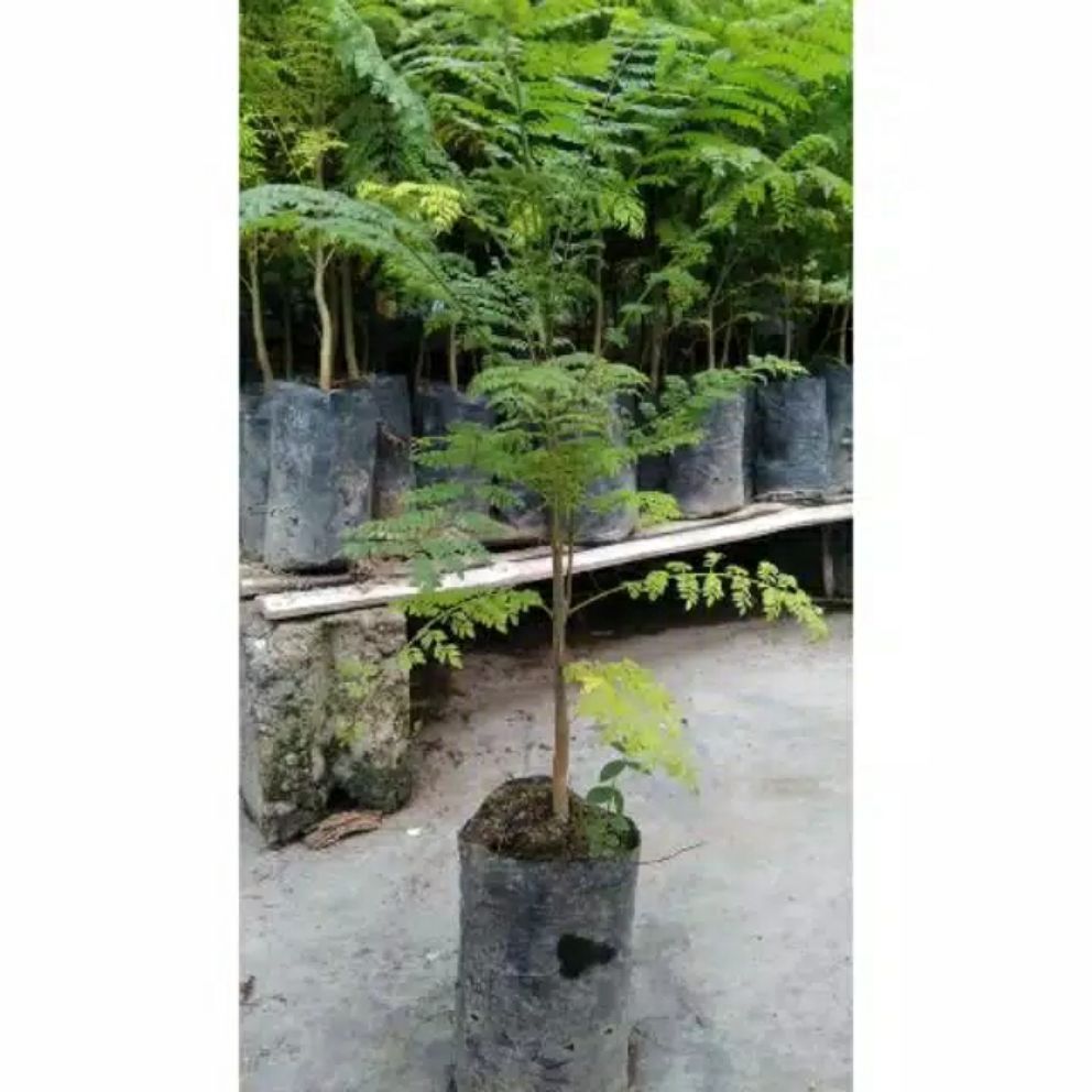 Bibit pohon cakaranda bunga ungu - pohon jakaranda | Lazada Indonesia